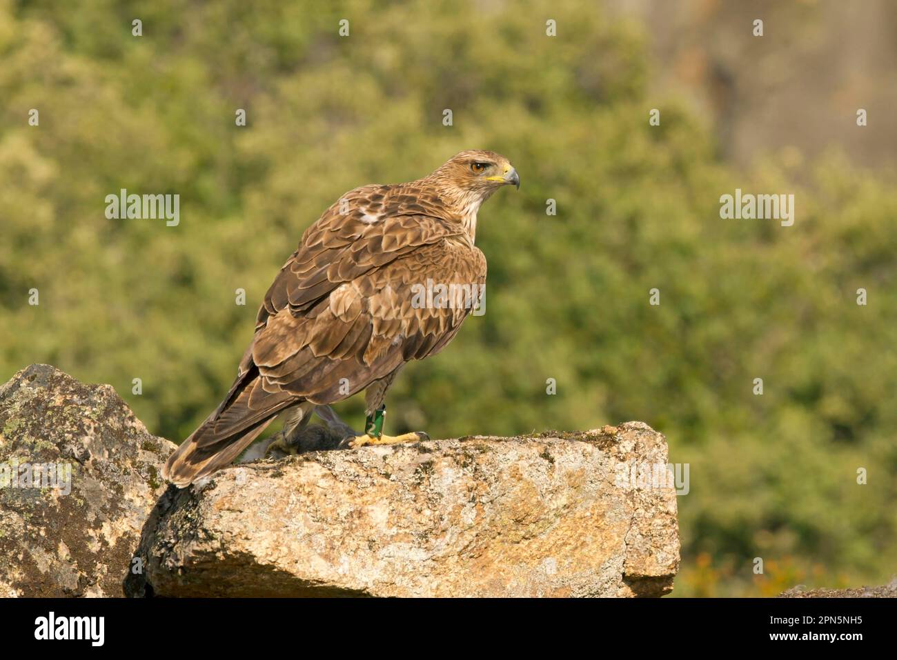 Bonelli's Eagle (Aquila fasciata) immature, with numbered leg band ...