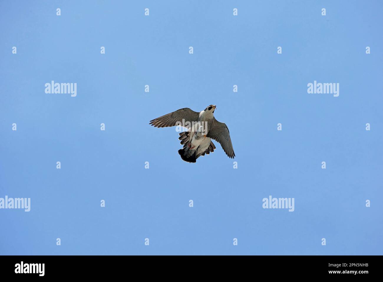 Peregrine falcon (Falco peregrinus) adult, in flight, with rock dove ...