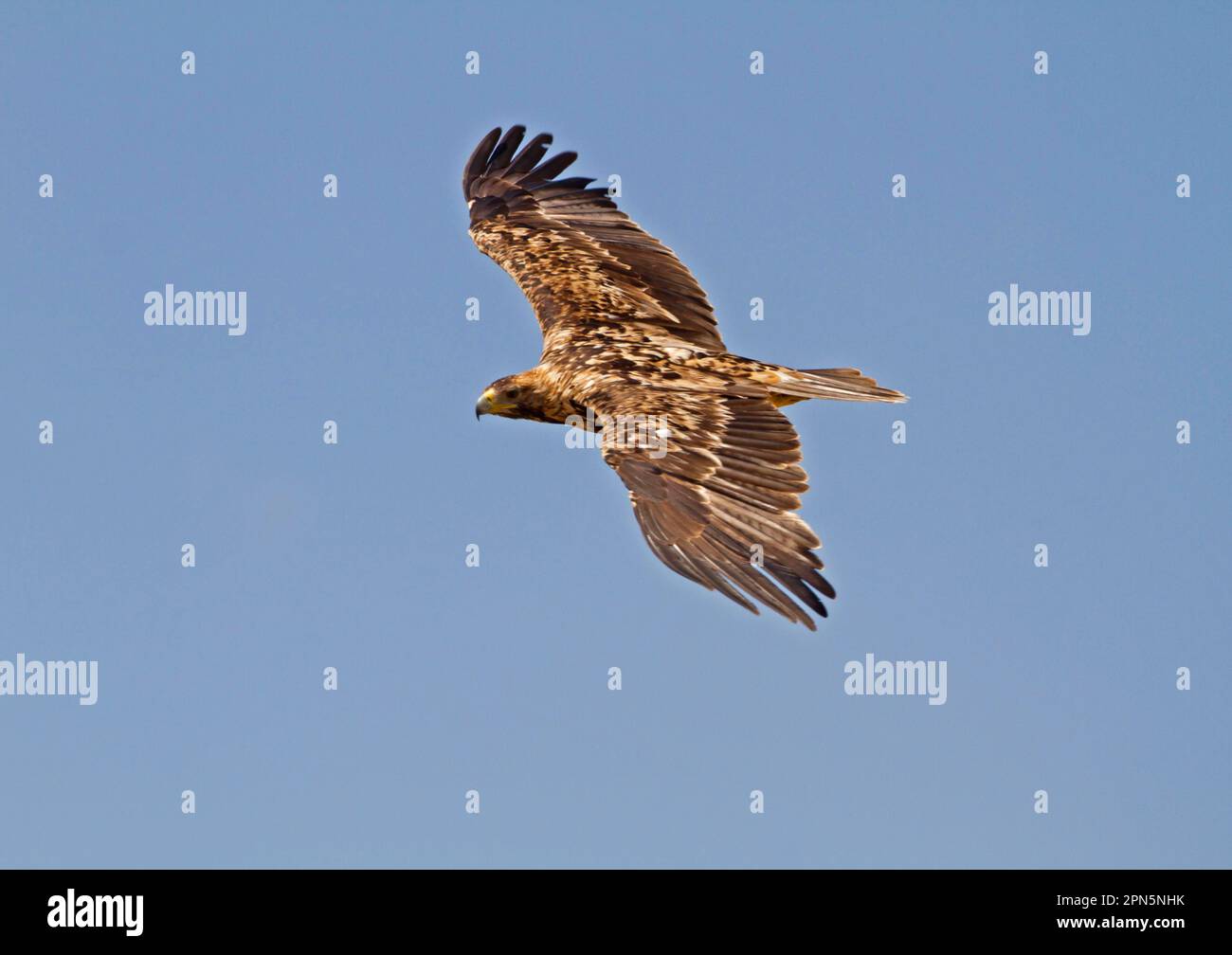 Spanish Imperial Eagle (Aquila adalberti) immature, fourth year plumage ...