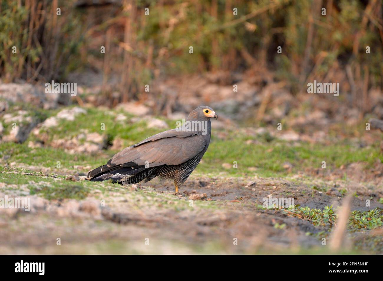 Harrier-hawk, african harrier-hawks (Polyboroides typus), snake sparrow ...