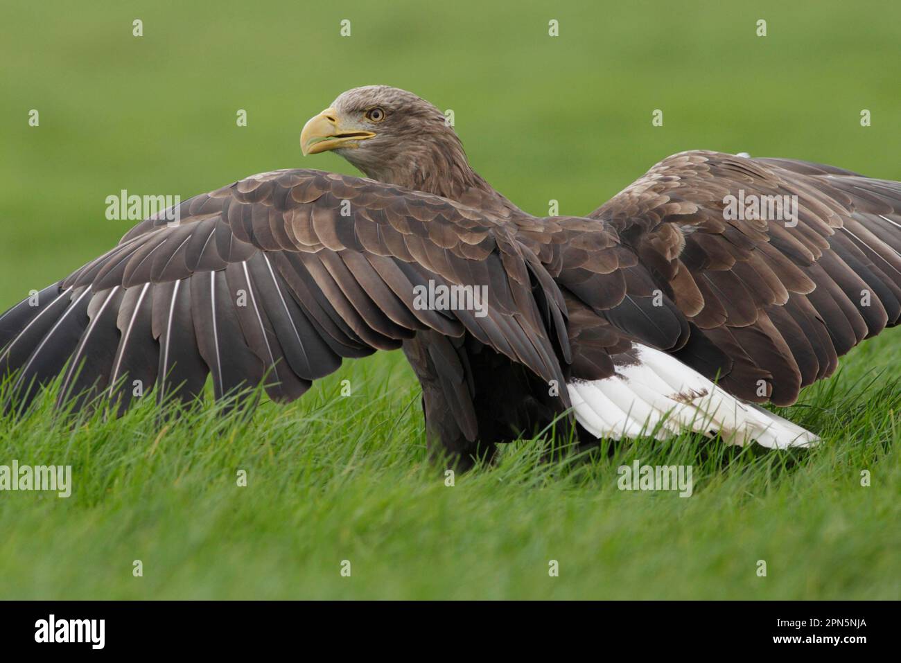 White-tailed eagle (Haliaeetus albicilla) adult female, with wings ...