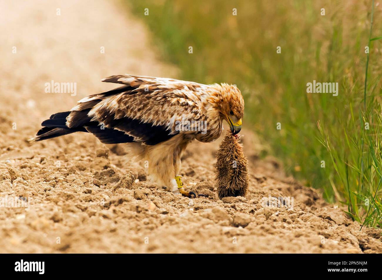 Spanish Imperial Eagle (Aquila adalberti) immature, second year plumage ...