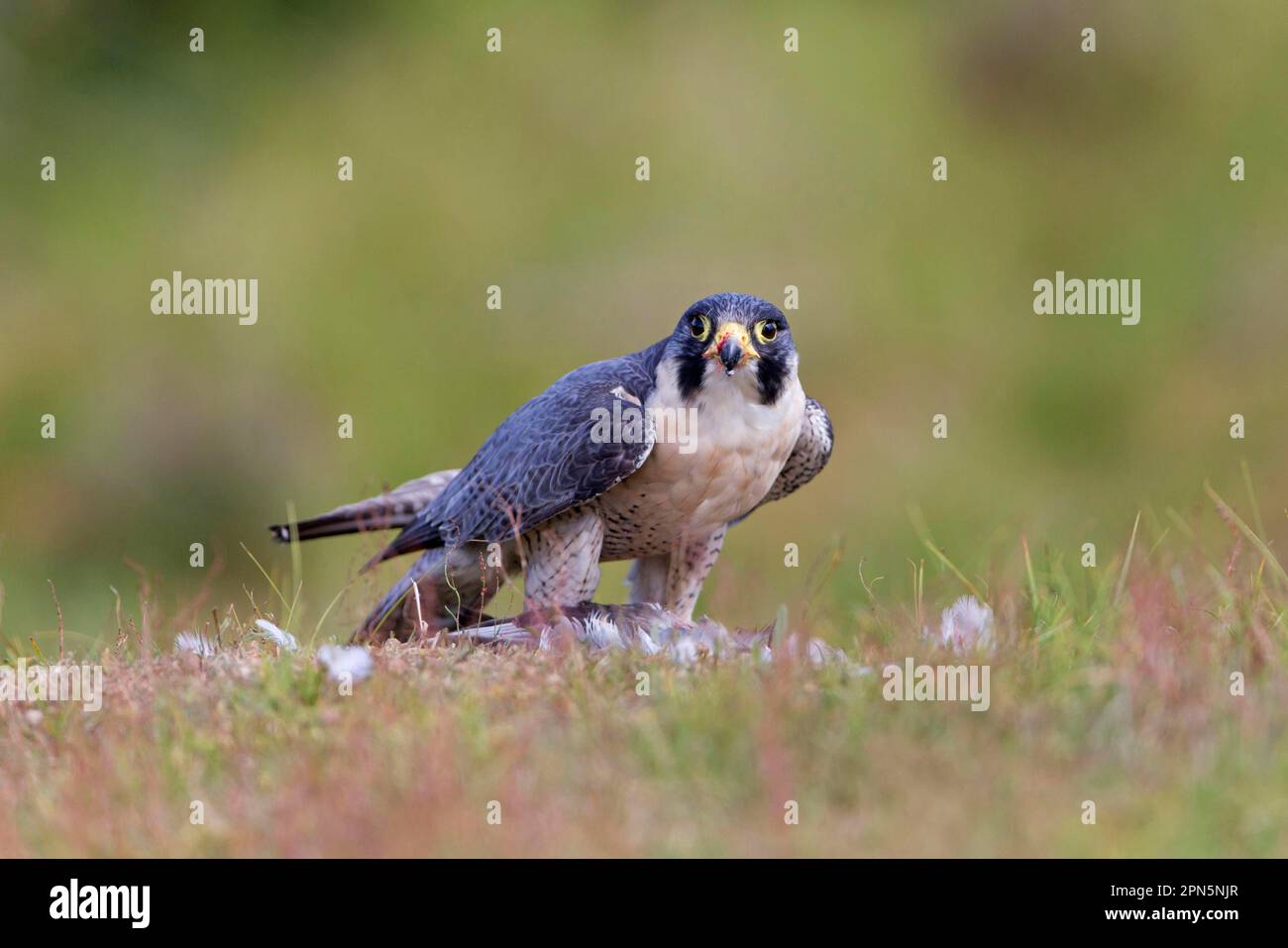 Peregrine falcon (Falco peregrinus) adult, feeding on the prey of ...
