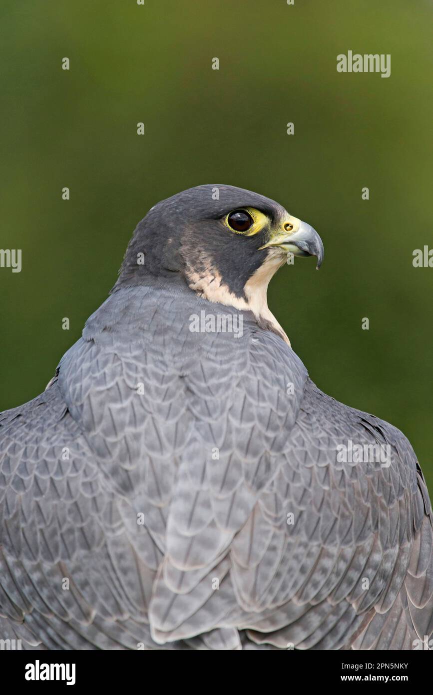Peregrine falcon (Falco peregrinus) adult, close-up of head and back ...
