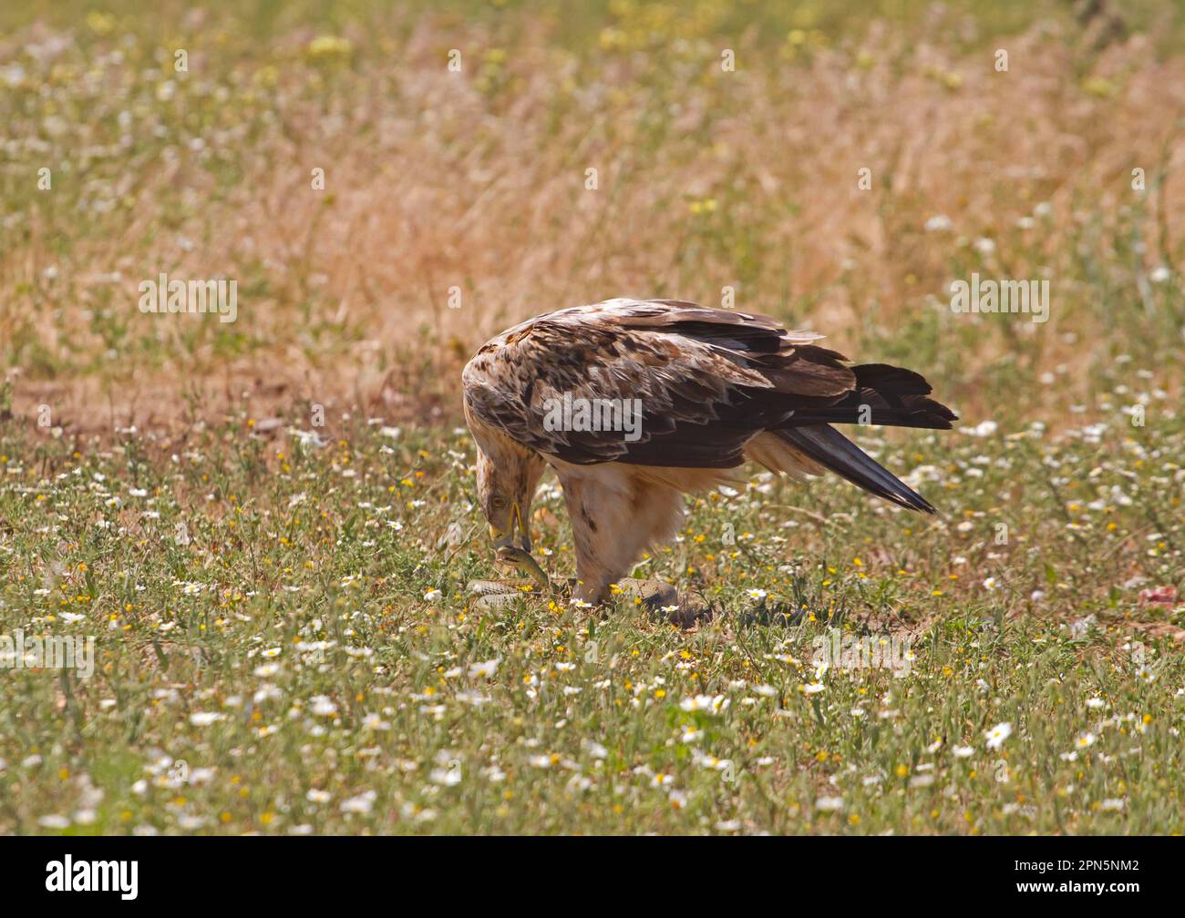 Eagle Catching Green Snake