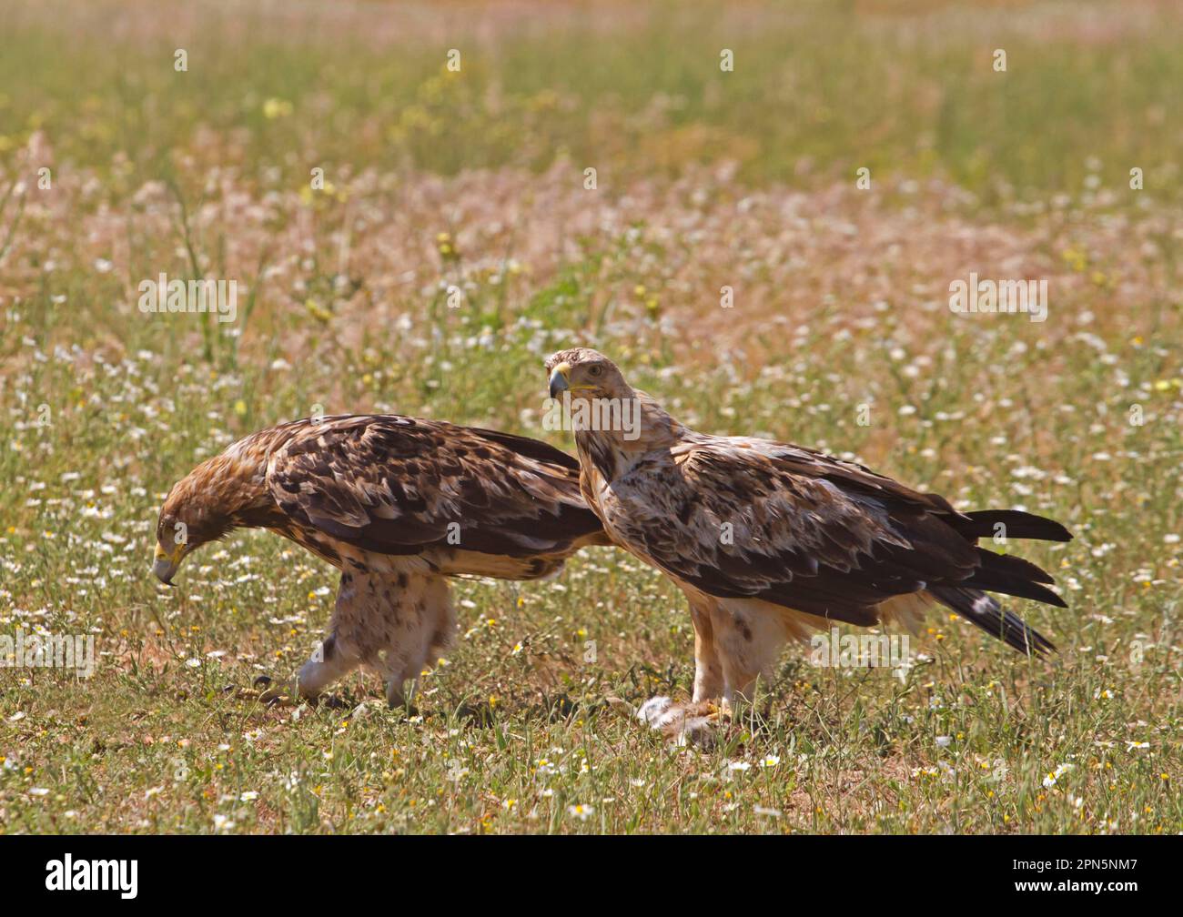 Spanish Imperial Eagle (Aquila adalberti) two immatures, third and ...