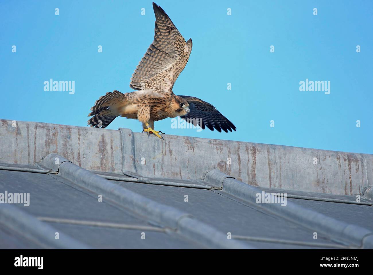 Peregrine falcon (Falco peregrinus), juvenile, with wings spread, at ...