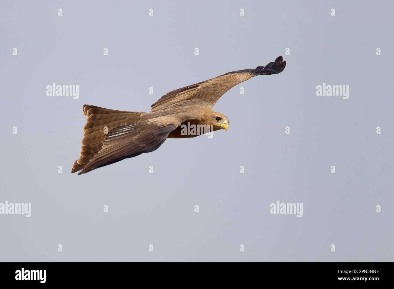 Yellow-billed Kite (Milvus aegyptius parasitus) adult, in flight ...