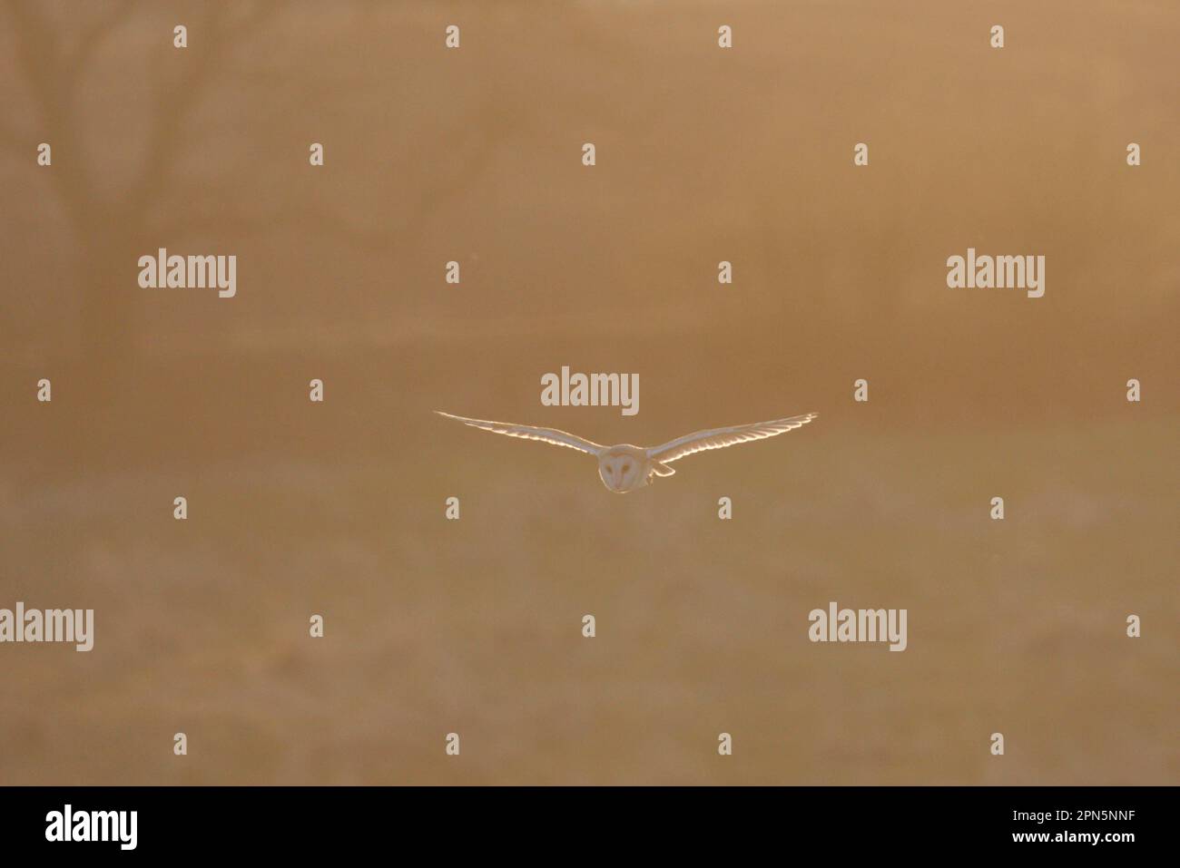 Common barn owl (Tyto alba), adult, on the run, hunting at sunset over ...