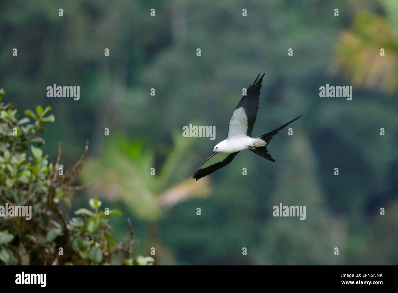 Swallow-tailed Kite (Elanoides forficatus) adult, in flight, Mindo ...