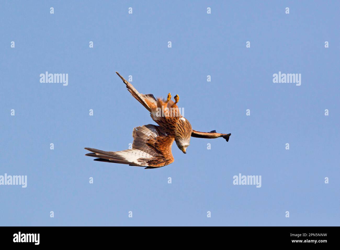 Red Kite (Milvus milvus) adult, in flight, turning upside down and ...