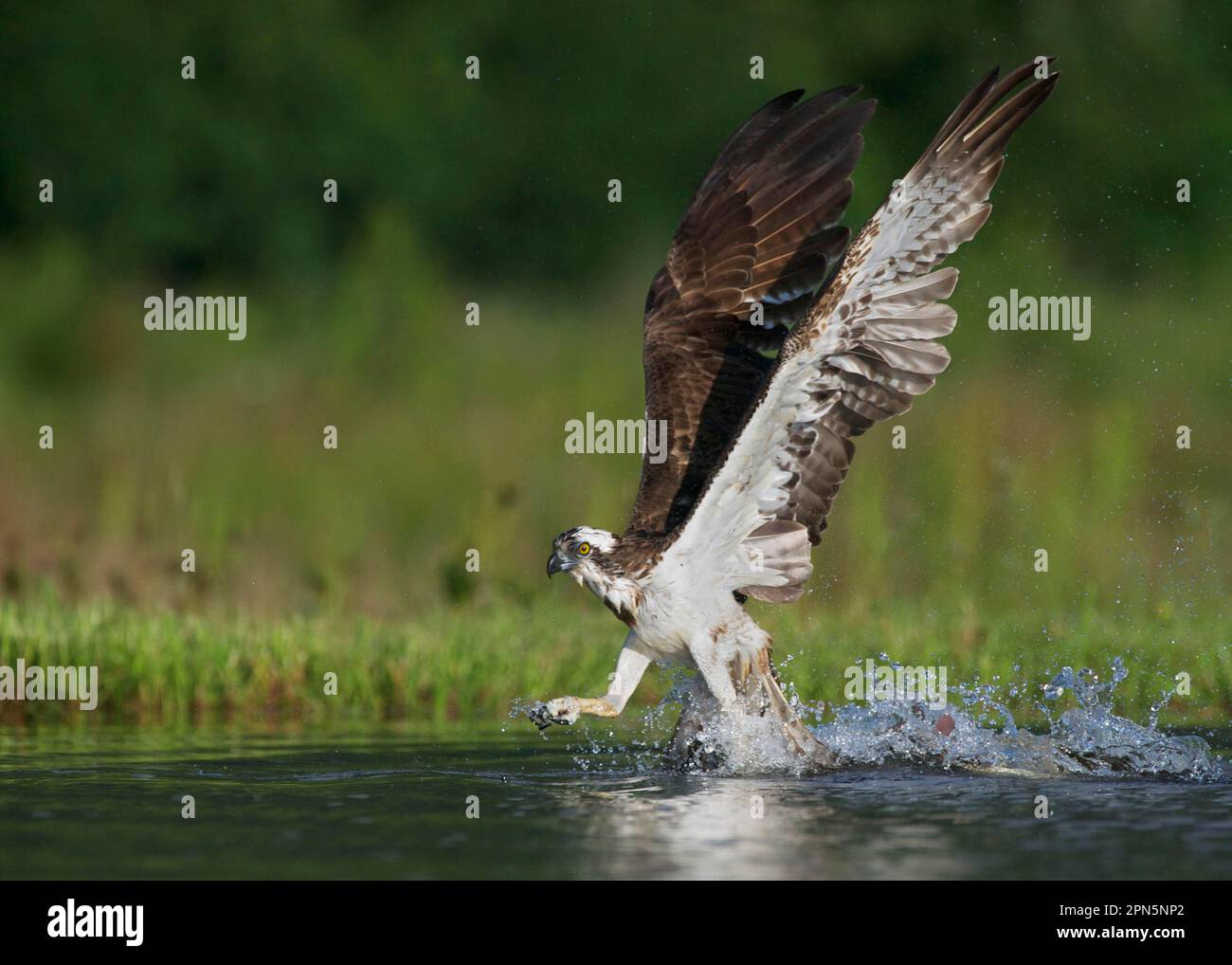 Osprey (Pandion haliaetus) adult, in flight, taking off from loch with ...
