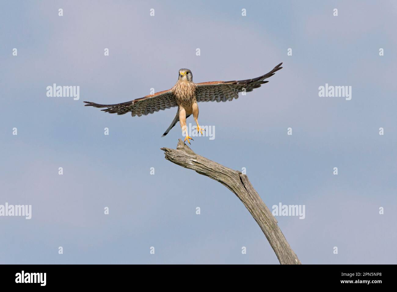 Common Kestrel (Falco tinnunculus) adult male, in flight, taking off ...