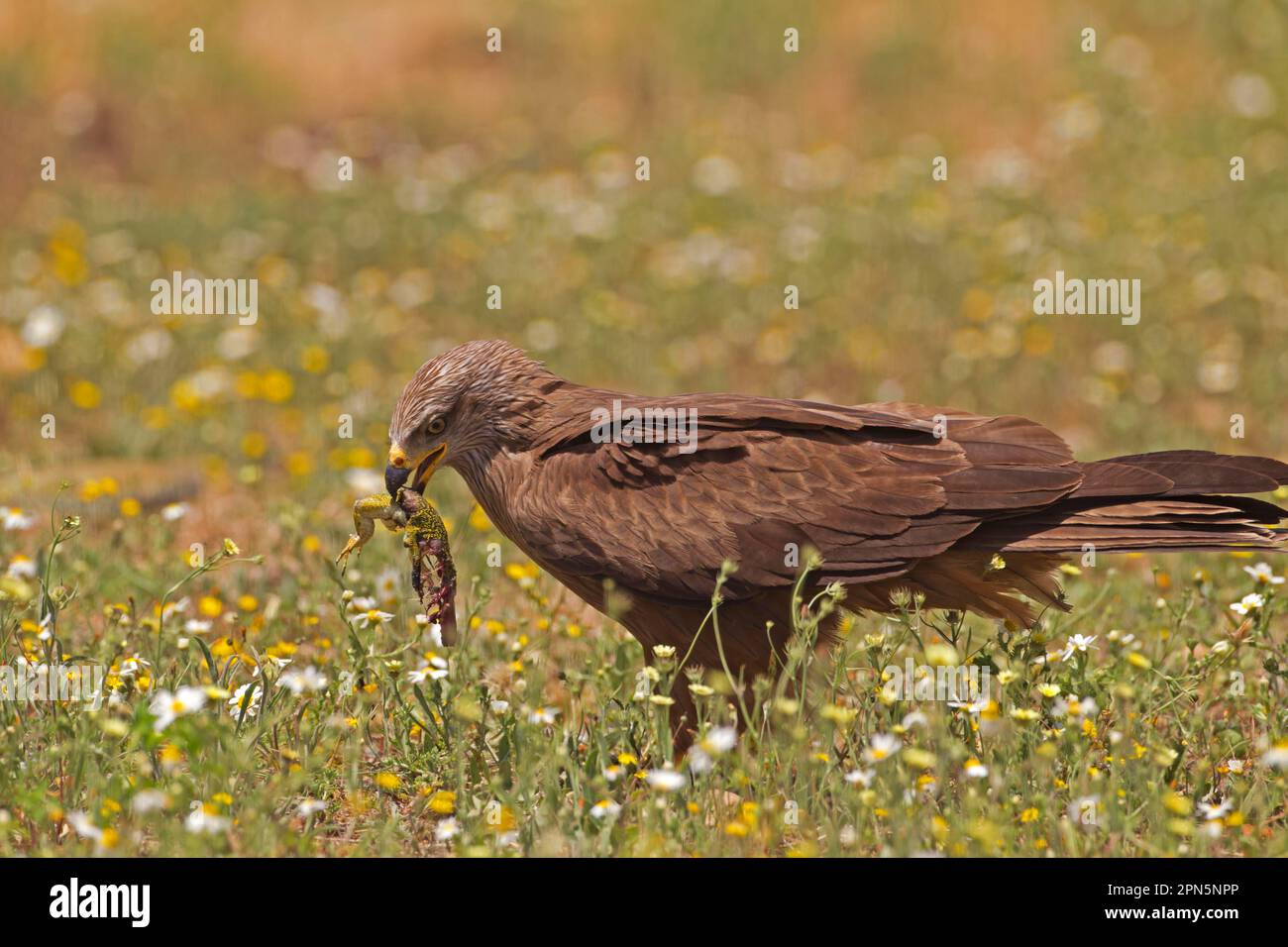 Ocellated lizard timon lepidus adult hi-res stock photography and ...