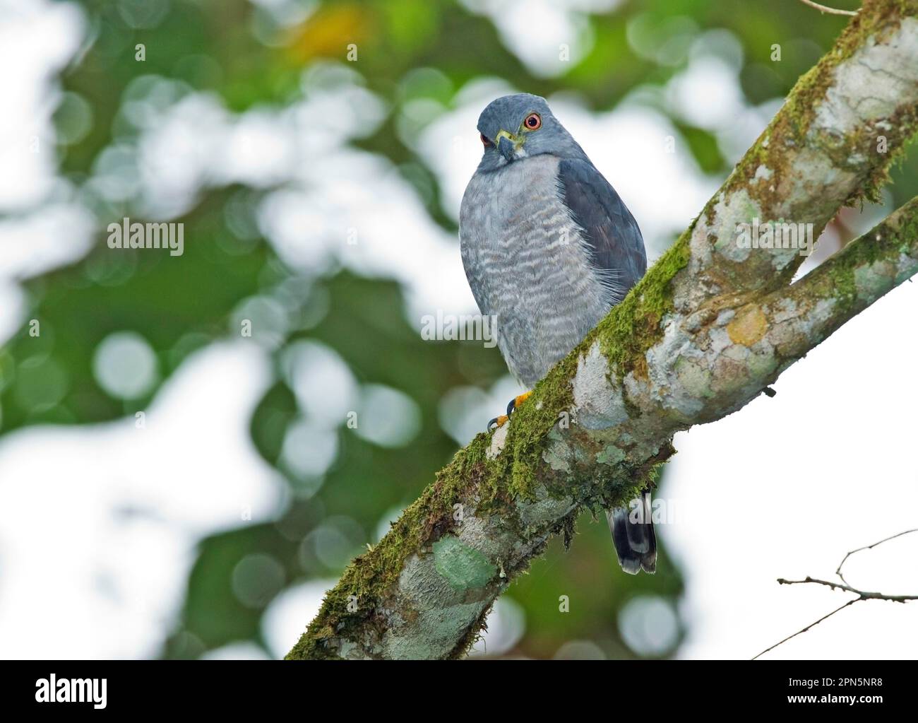 Double-toothed Kite (Harpagus bidentatus) adult, perched on branch in ...