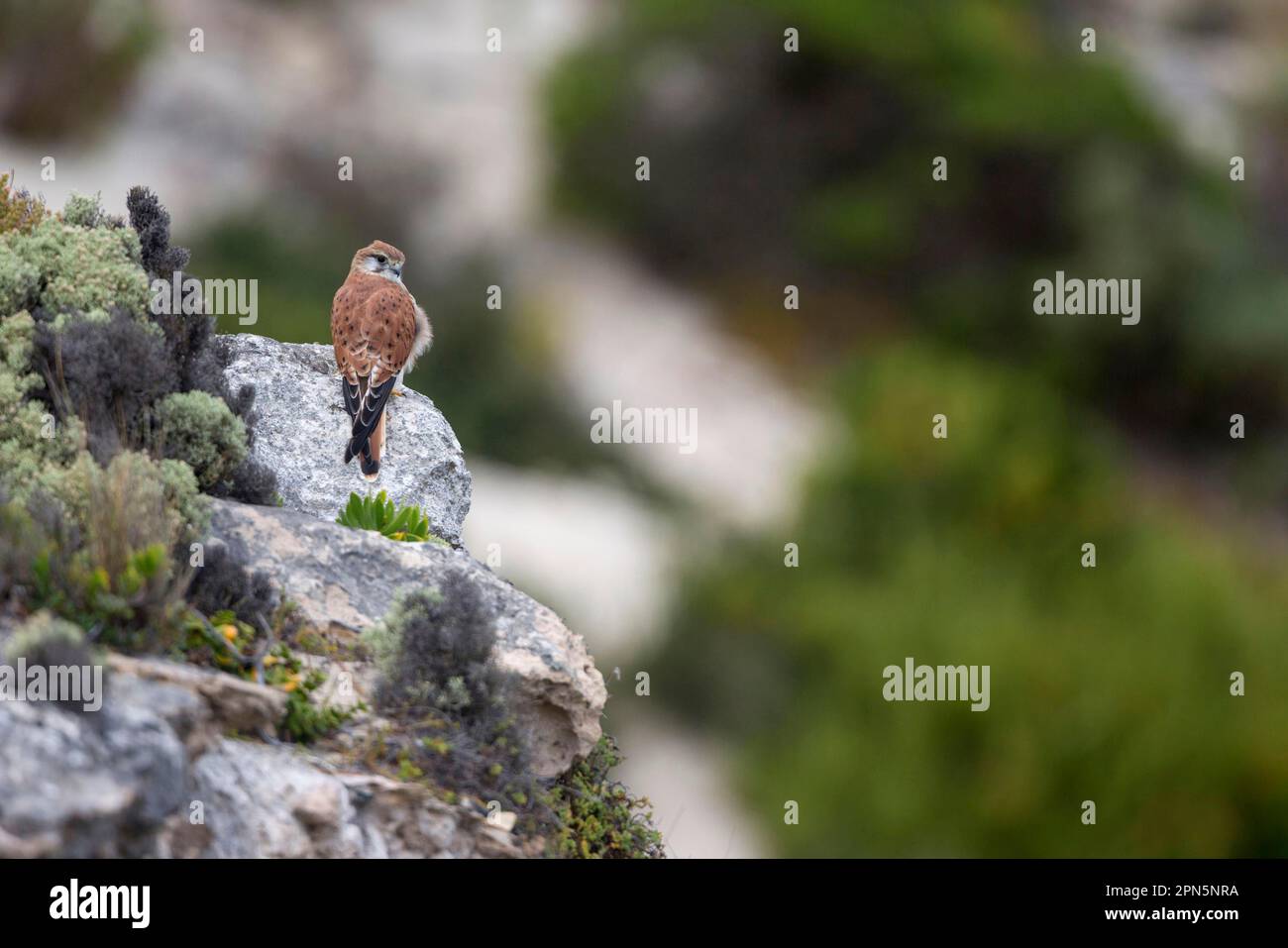 Nankeen australian kestrel hi-res stock photography and images - Alamy