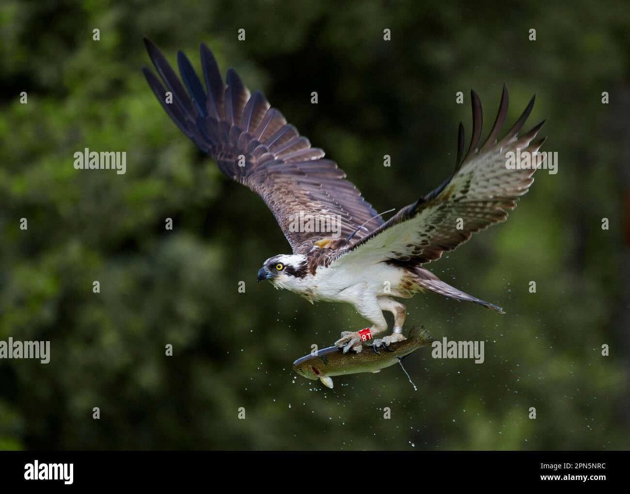 Osprey (Pandion haliaetus) adult, with radio tracking transmitter and rings on legs, in flight ...