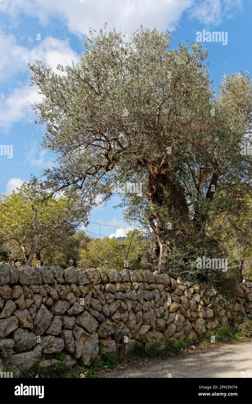 Olive tree (Olea europaea), Moscari, Mallorca (Majorca), Balearics ...