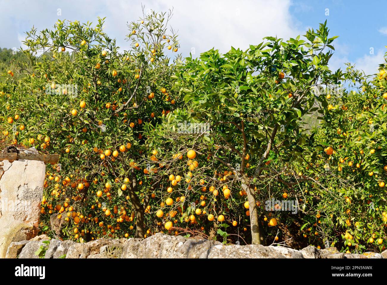 Orange trees mallorca hi-res stock photography and images - Alamy