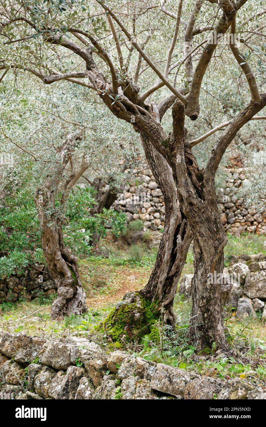 Olive (Olea europaea), near Soller, Majorca, Balearic Islands, Spain ...