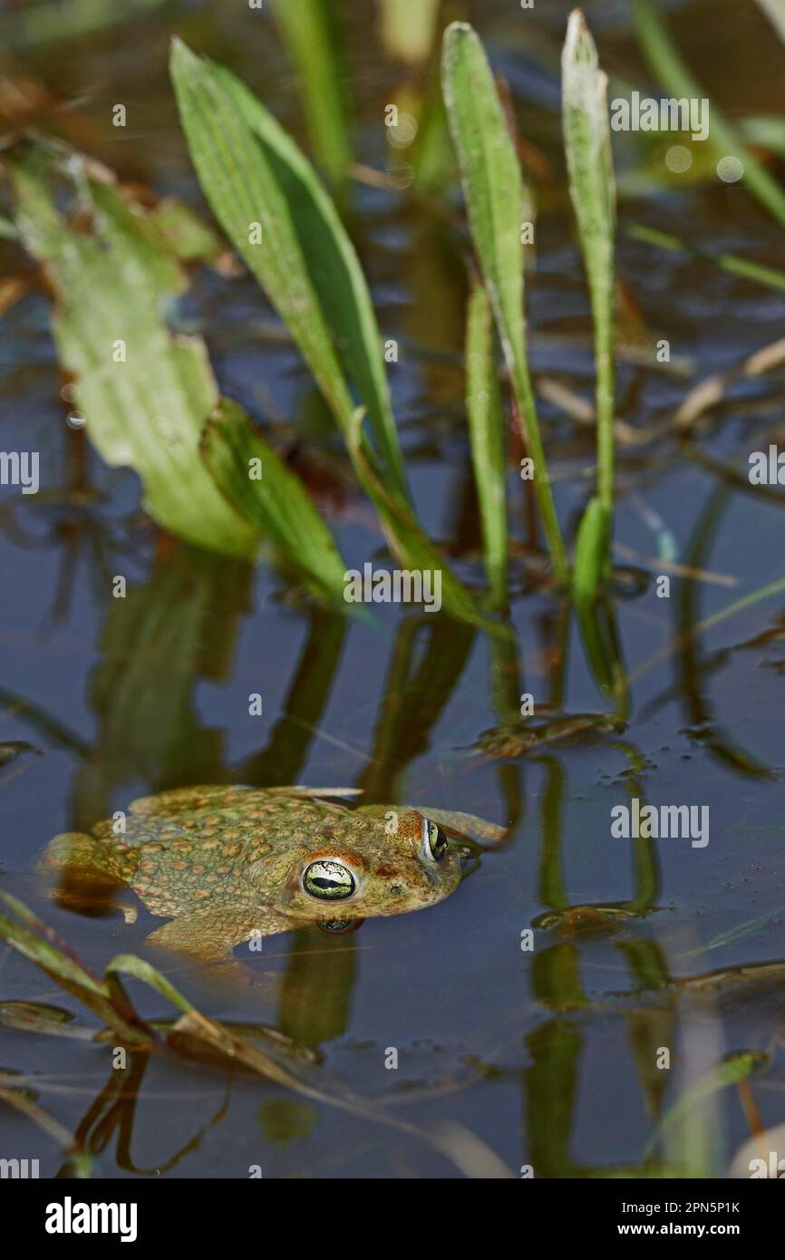 Natterjack Toad (Bufo calamita) Natterjack toad n, Amphibians, Other ...