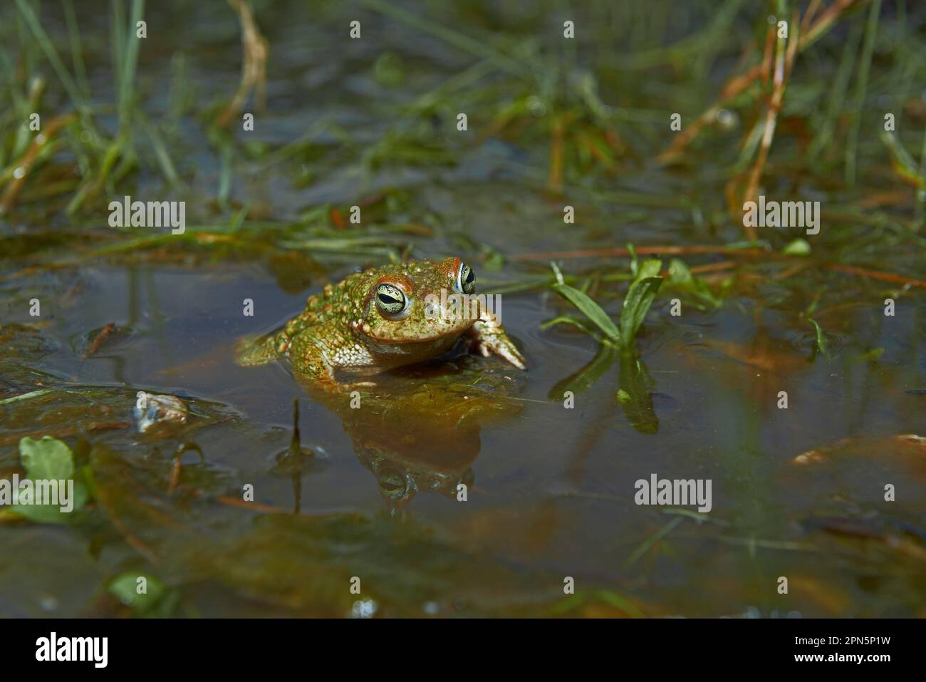 Natterjack Toad (Bufo calamita) Natterjack toad n, Amphibians, Other ...