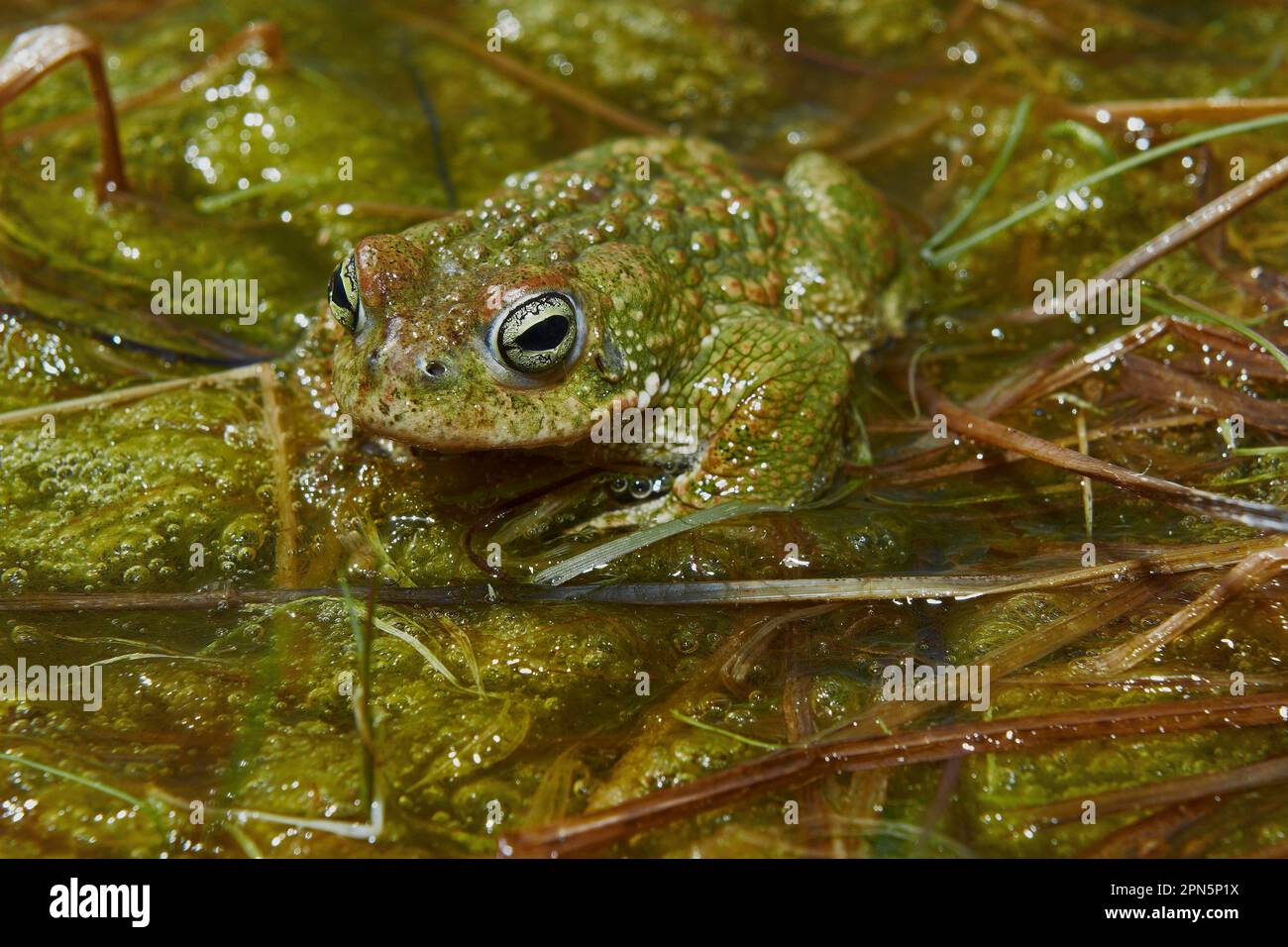 Natterjack Toad (Bufo calamita) Natterjack toad n, Amphibians, Other ...