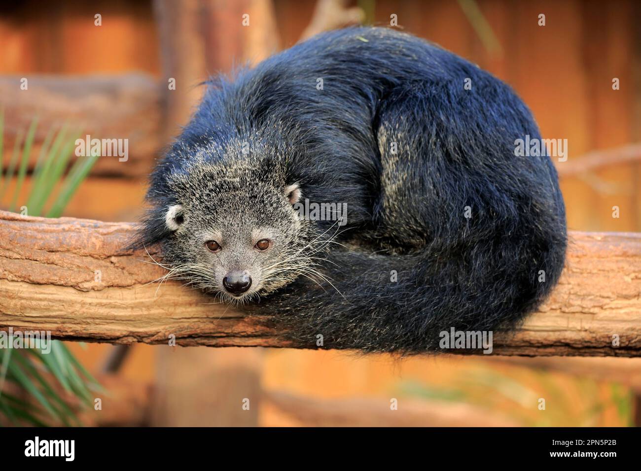 Binturong (Arctictis binturong Stock Photo - Alamy