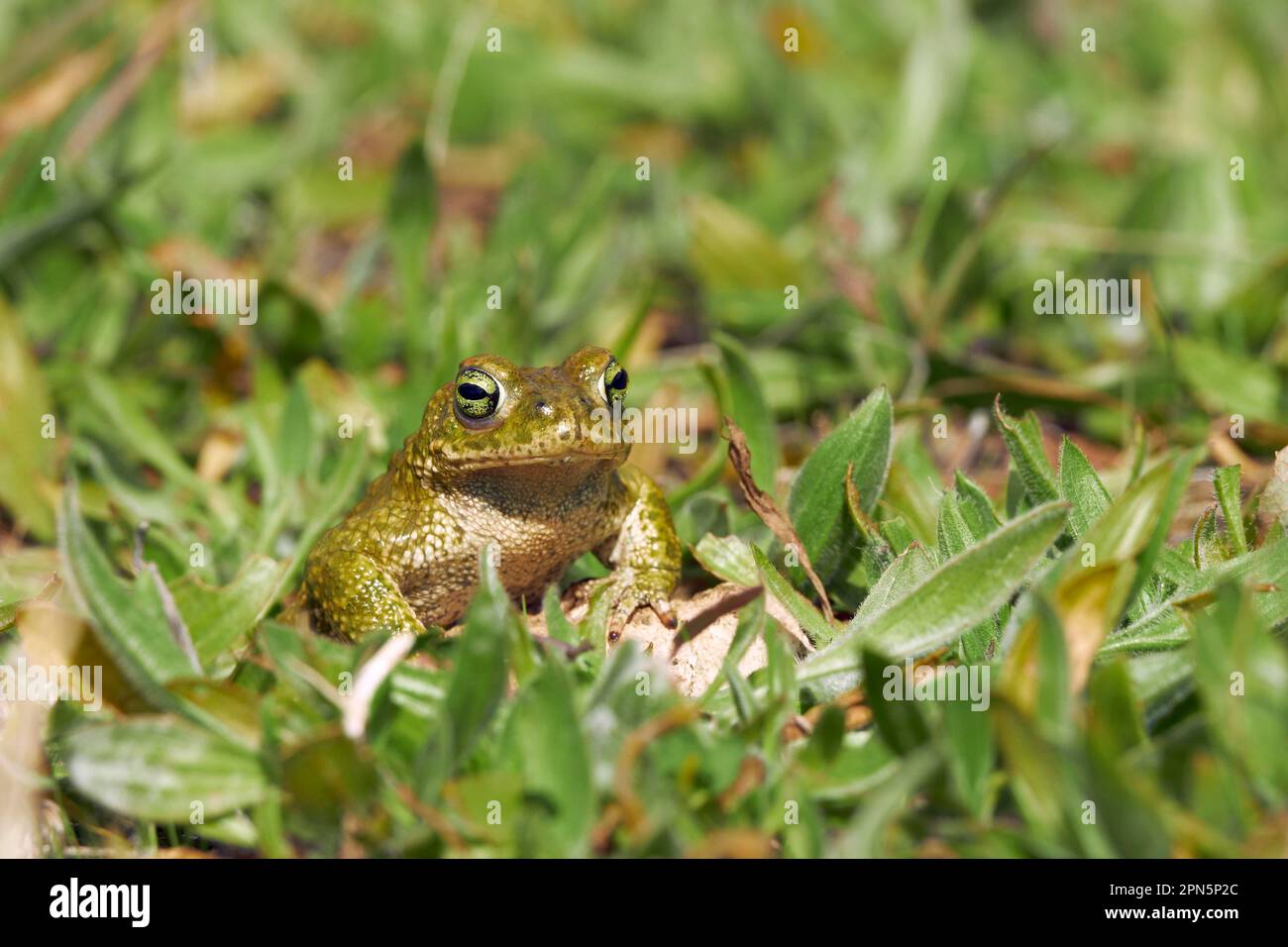 Natterjack Toad (Bufo calamita) Natterjack toad n, Amphibians, Other ...