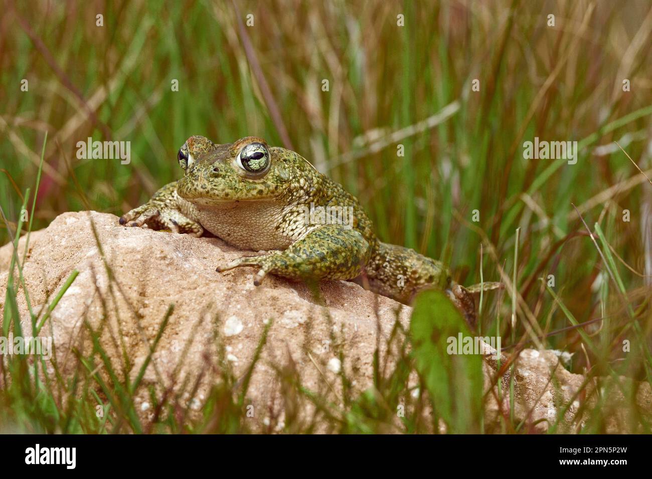 Natterjack Toad (Bufo calamita) Natterjack toad n, Amphibians, Other ...