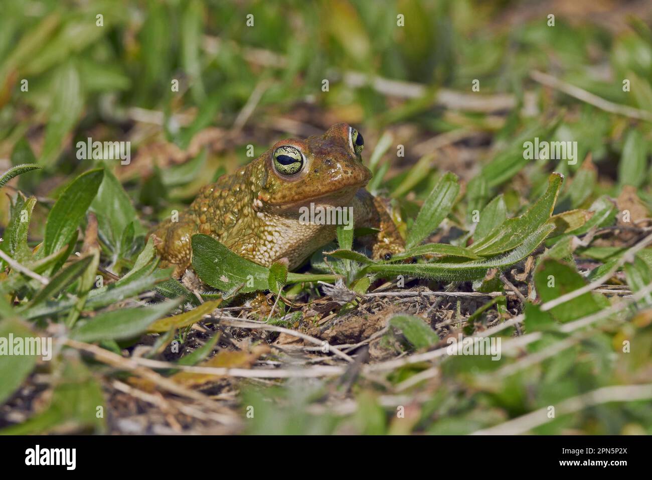 Natterjack Toad (Bufo calamita) Natterjack toad n, Amphibians, Other animals, Frogs, Toad, Toads ...