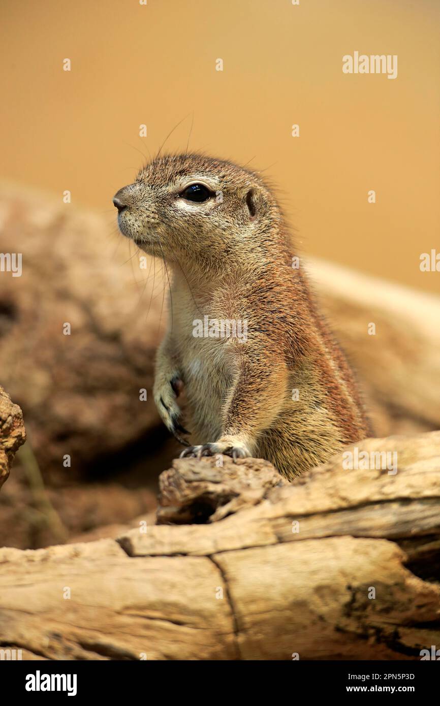 Cape ground squirrel (Xerus inauris), adult at den, South Africa ...