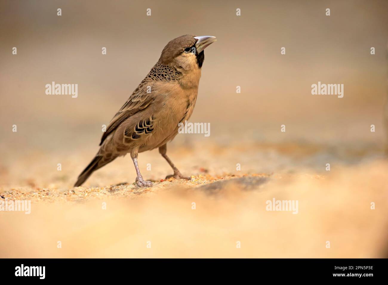 Sociable Weaver (Philetairus socius), adult, South Africa, Africa Stock ...