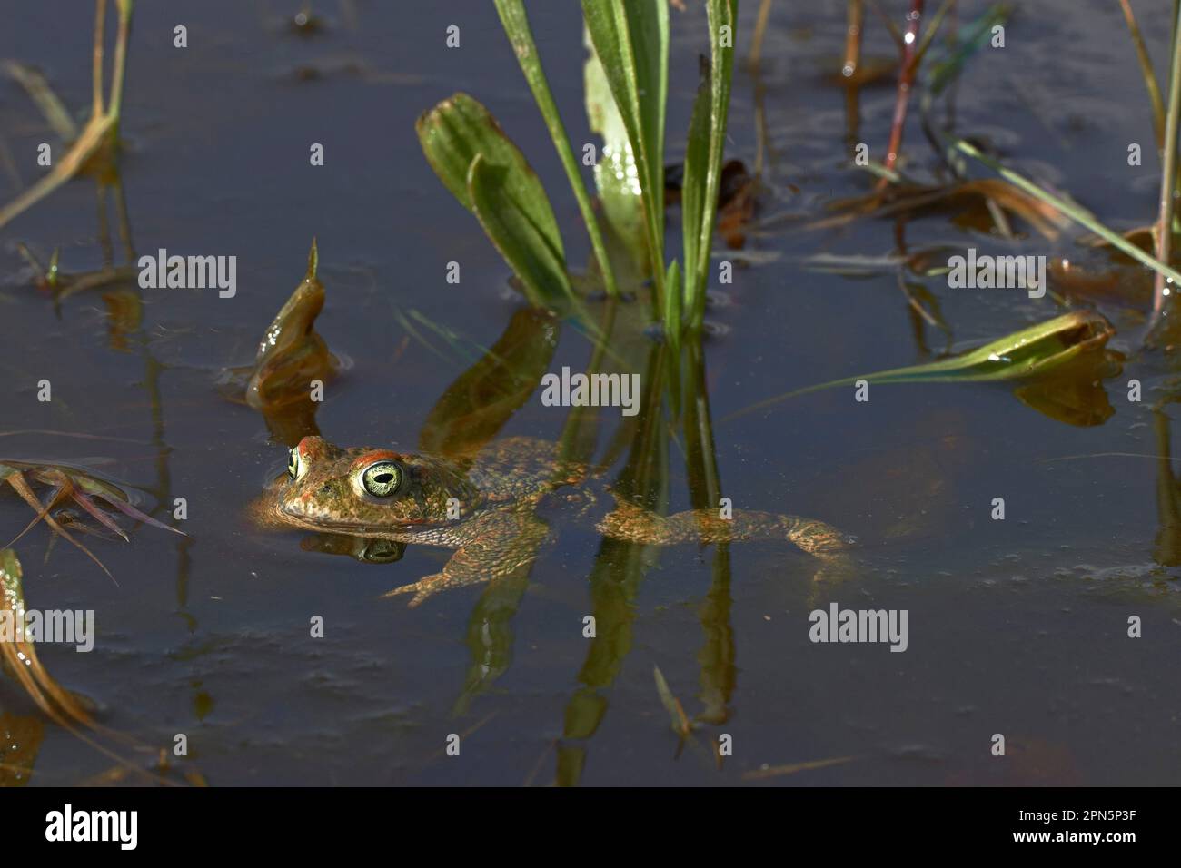 Natterjack Toad (Bufo calamita) Natterjack toad n, Amphibians, Other ...