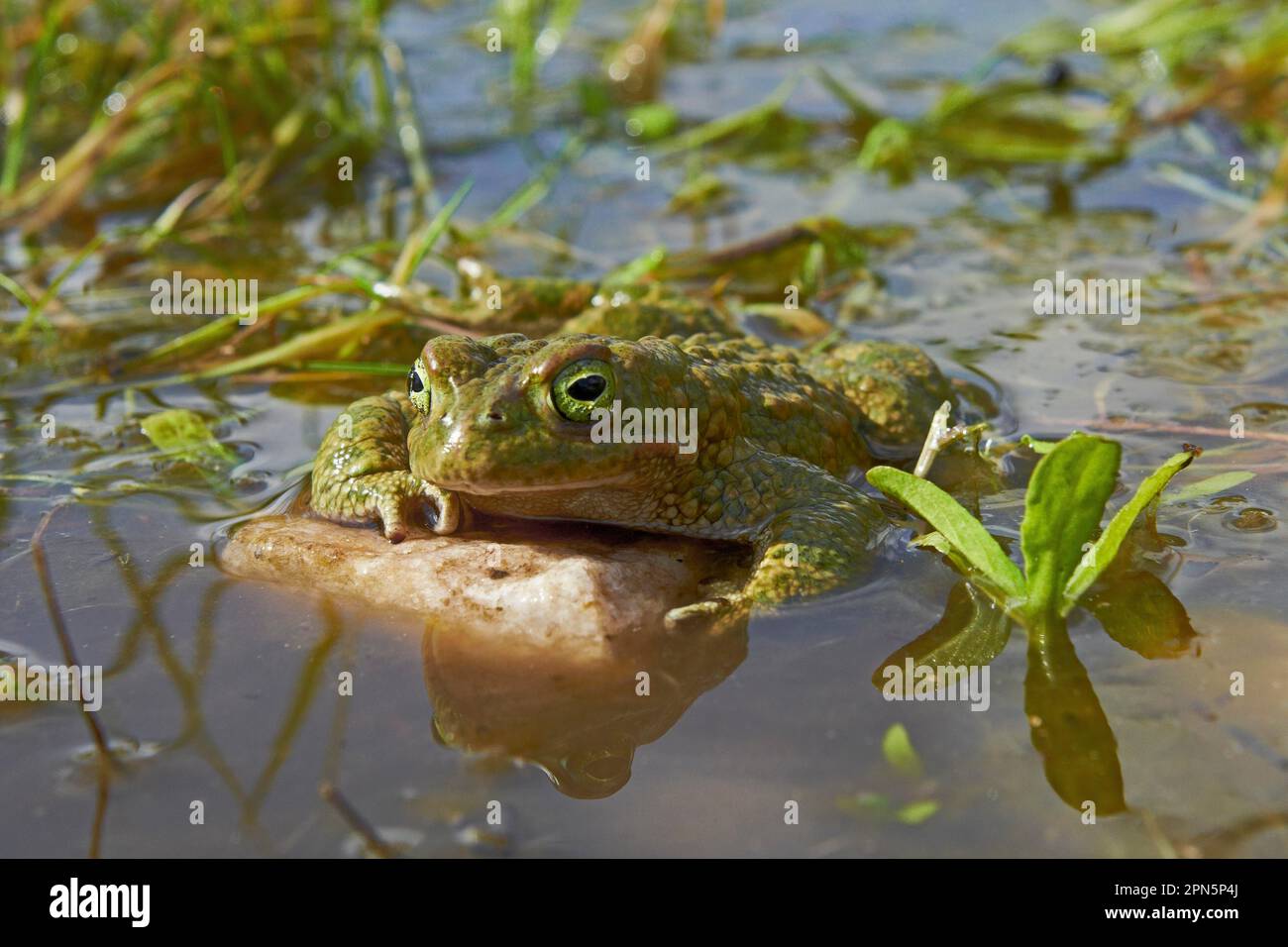 Natterjack Toad (Bufo calamita) Natterjack toad n, Amphibians, Other ...