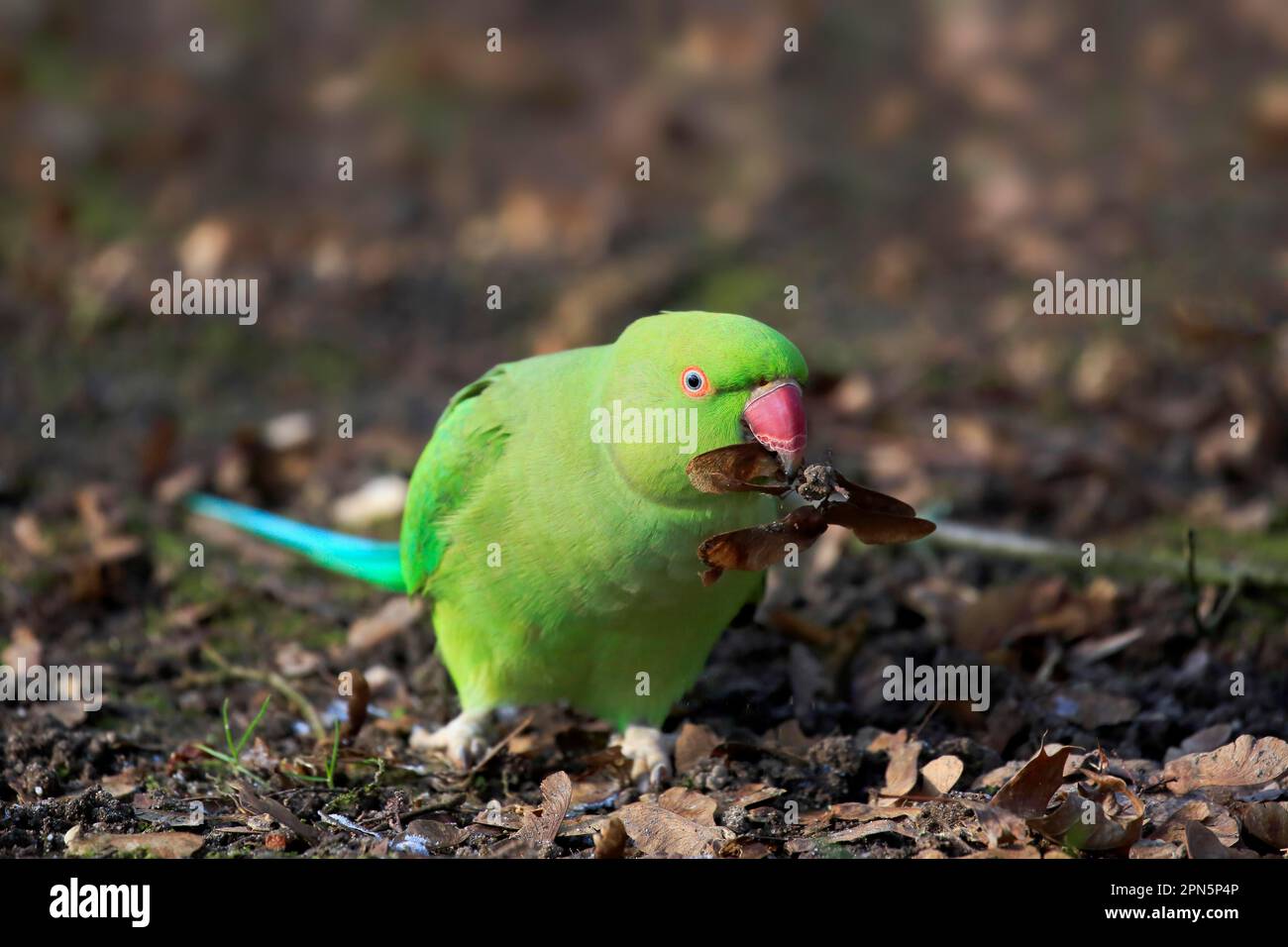 Alexandrian parrot hi-res stock photography and images - Alamy
