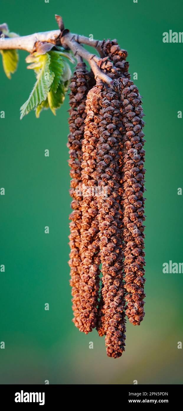 Brunki hi-res stock photography and images - Alamy