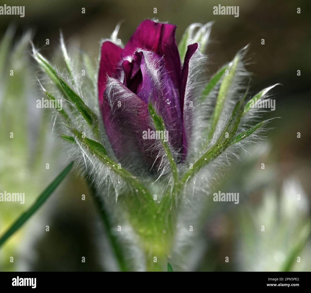 Flower Pulsatilla vulgaris close-up growing outdoors Stock Photo - Alamy