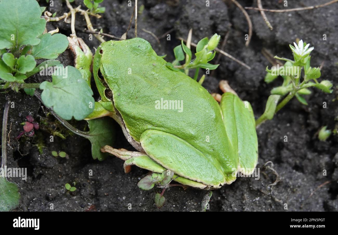 Tree frog - and the genus Kvaksh, Common tree frog Stock Photo - Alamy