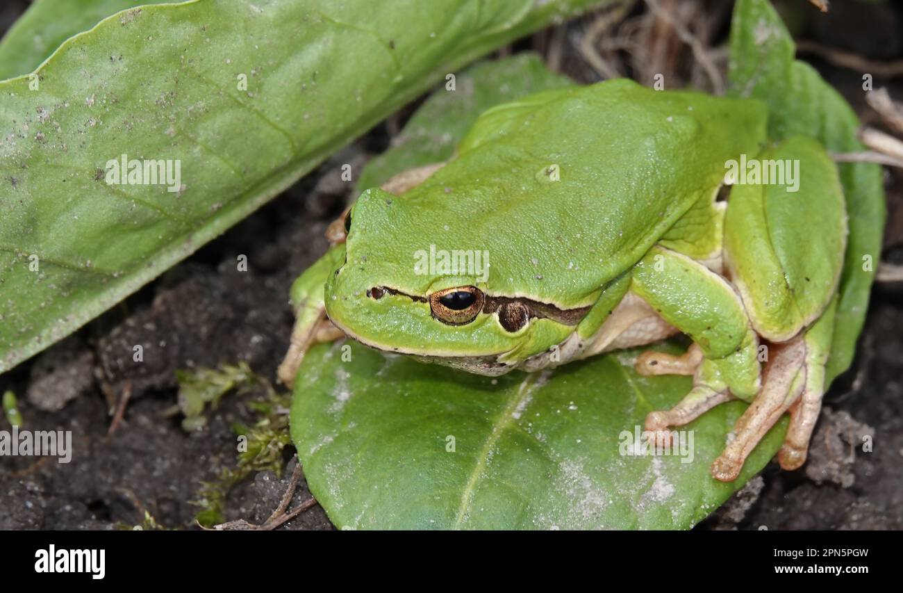 Tree frog - and the genus Kvaksh, Common tree frog Stock Photo - Alamy