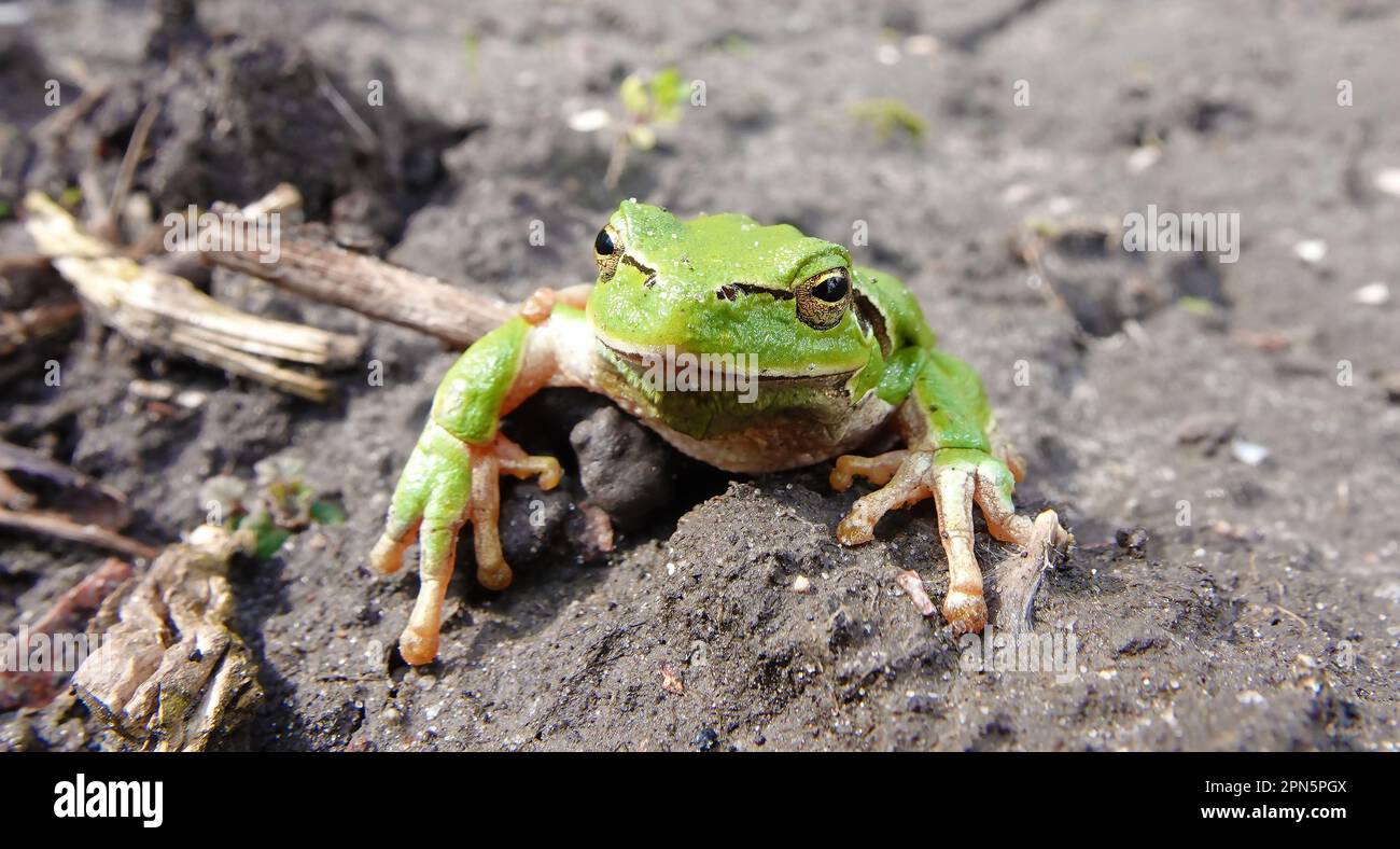 Tree frog - and the genus Kvaksh, Common tree frog Stock Photo - Alamy