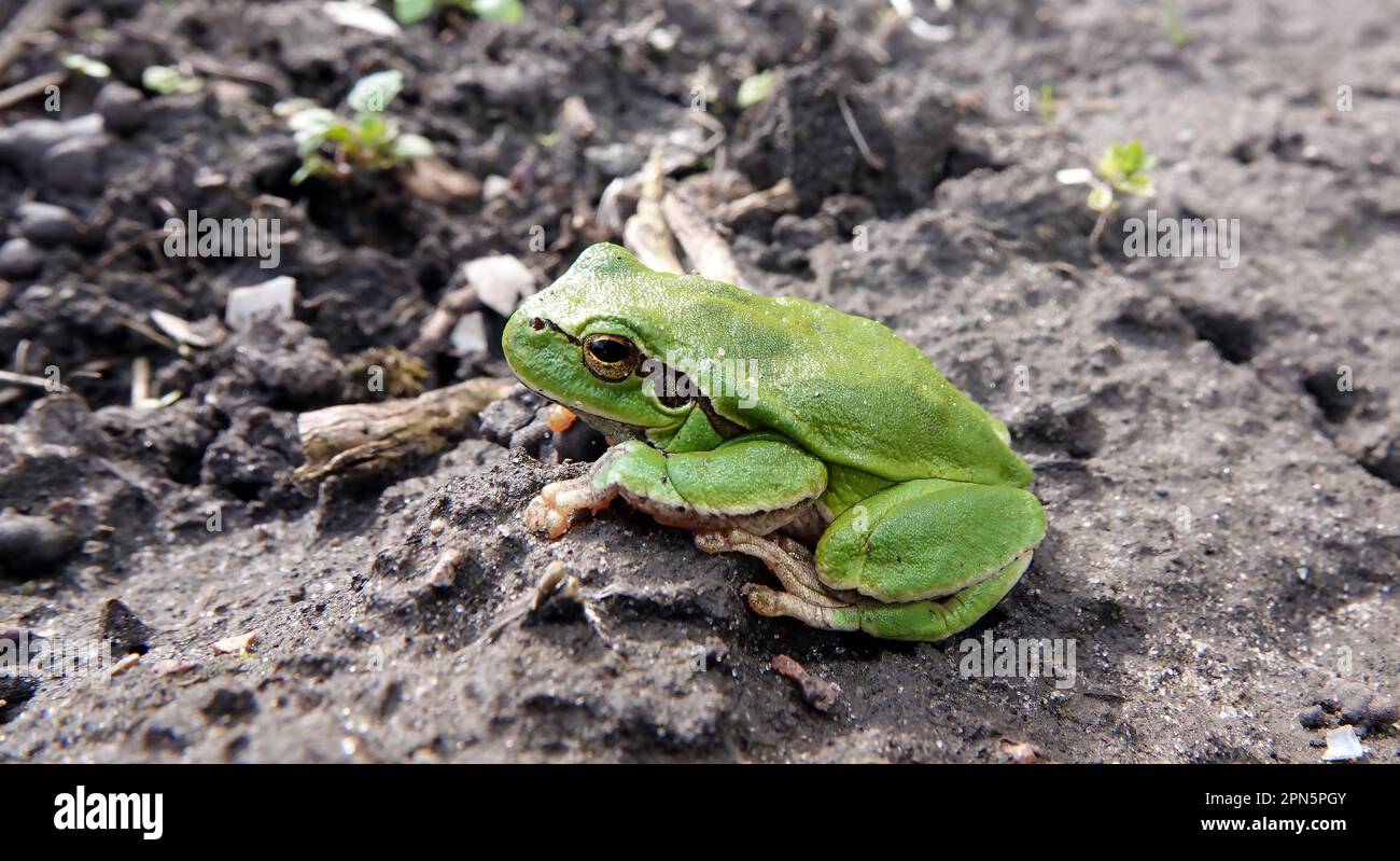 Tree frog - and the genus Kvaksh, Common tree frog Stock Photo - Alamy