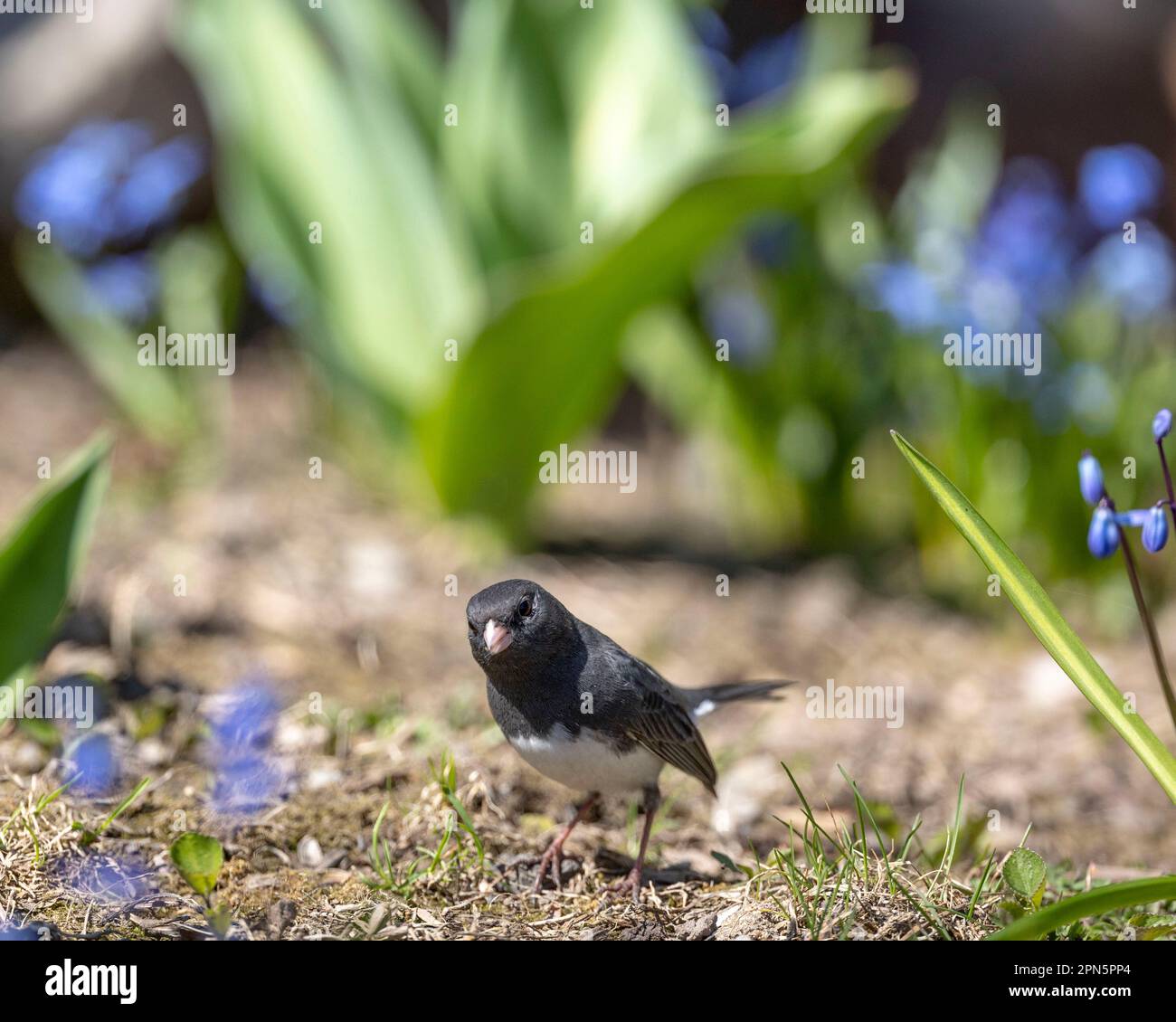(Ottawa, Canada---16 April 2023) Dark-eyed junco / slate-coloured junco ...