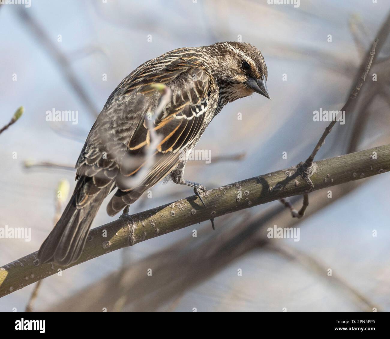 (Ottawa, Canada---16 April 2023) Red-winged blackbird by the Rideau ...