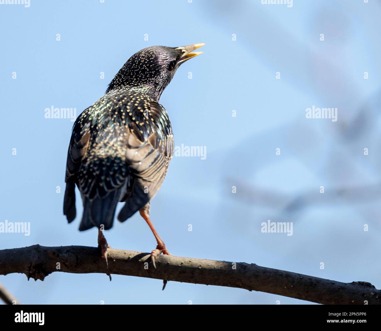 (Ottawa, Canada---16 April 2023) European starling by the Rideau River ...