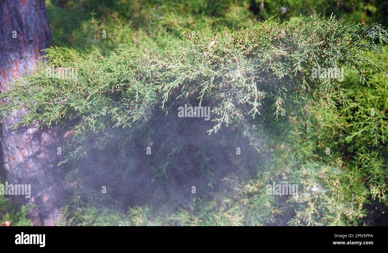 Black juniper leaves hi-res stock photography and images - Alamy