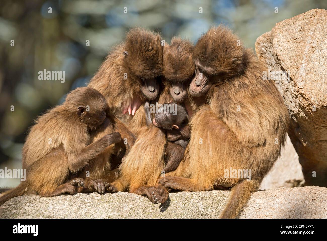 Gelada Baboon (Theropithecus gelada), captive Stock Photo - Alamy