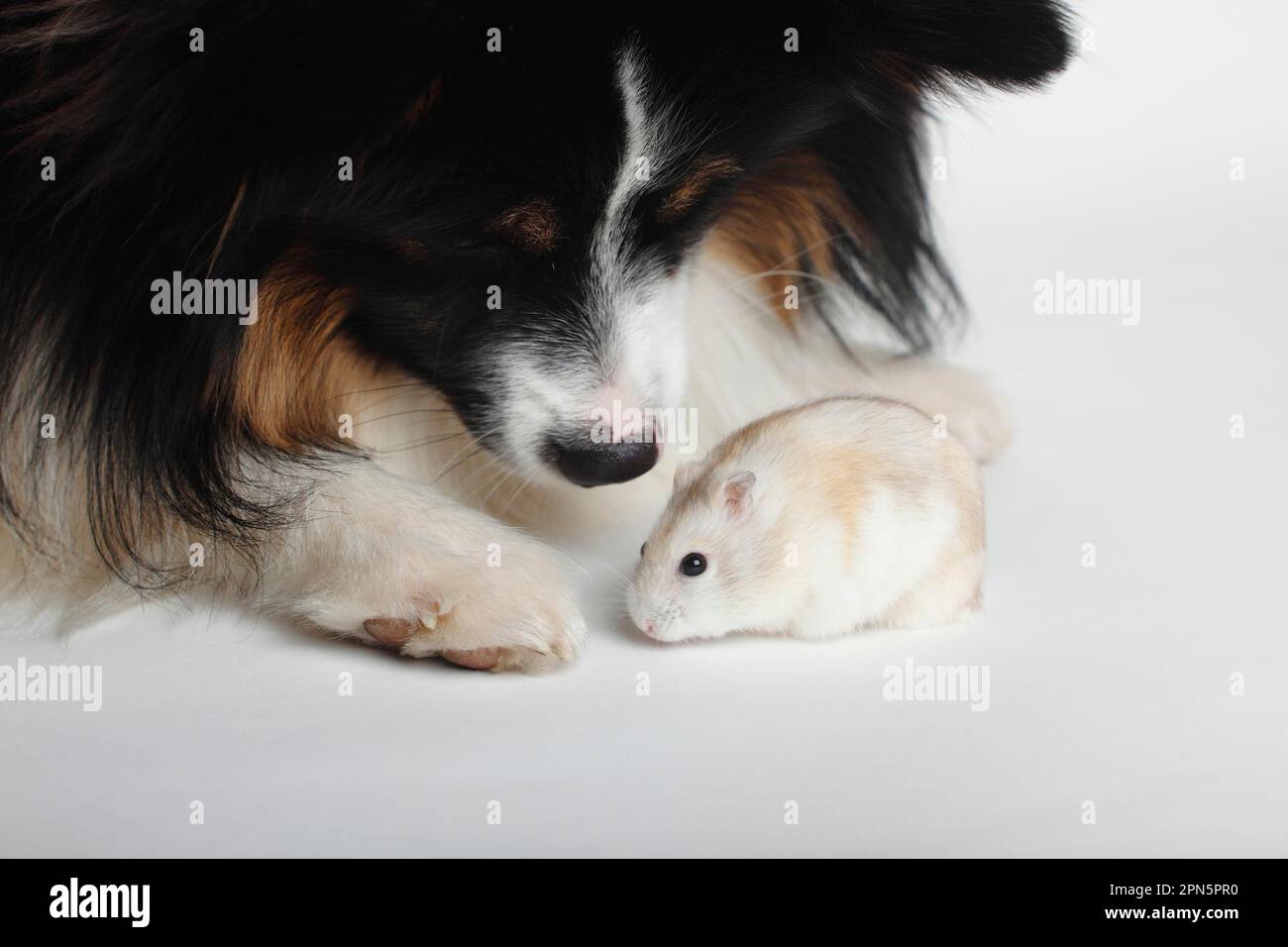 Hamster and dog hi-res stock photography and images - Alamy