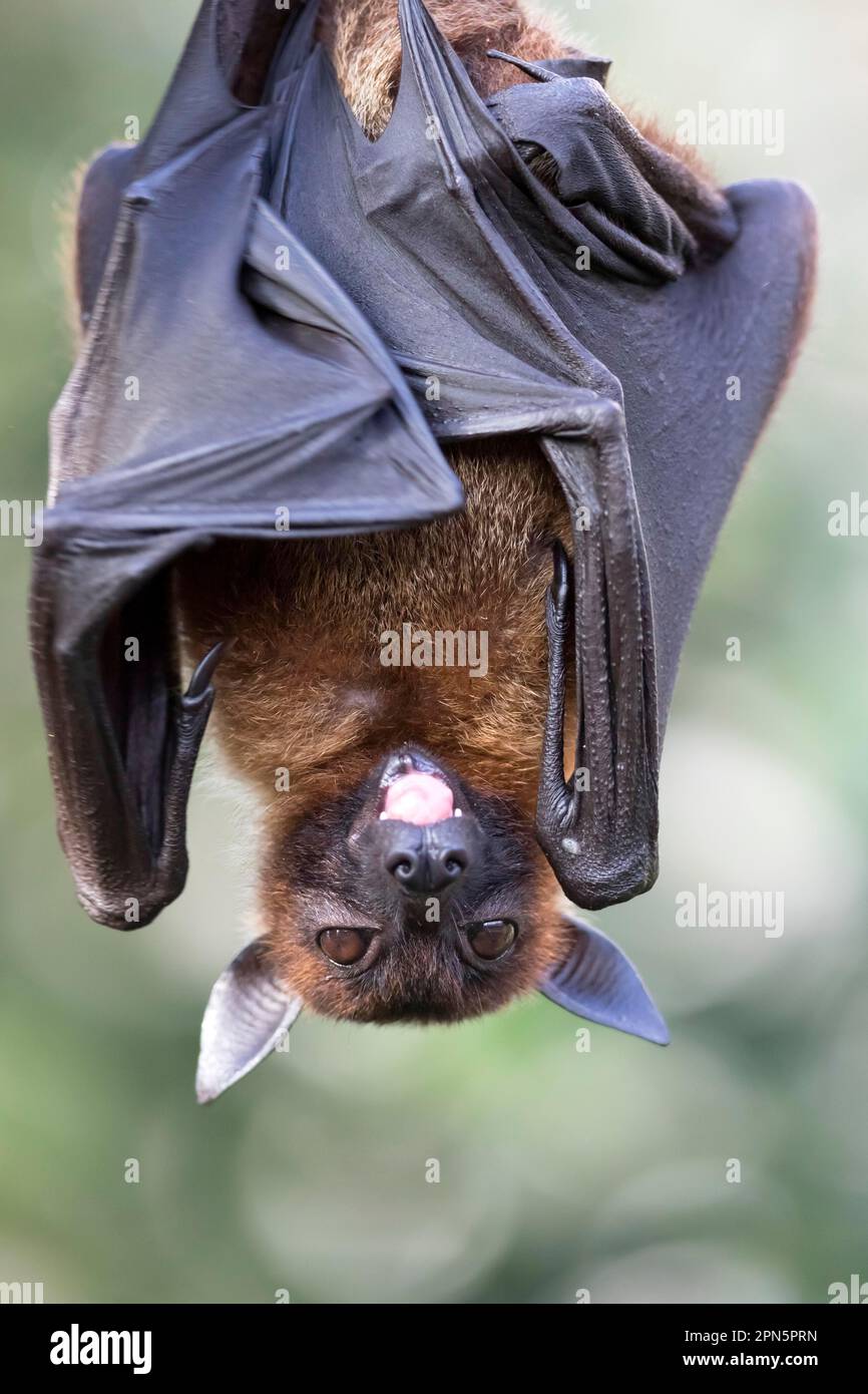 Indian Flying Fox Face