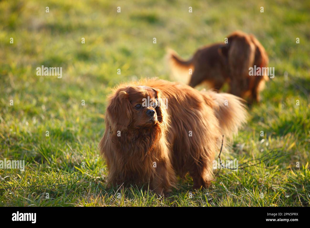 Cavalier King Charles Spaniel, ruby red male Stock Photo - Alamy